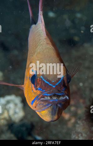 Ringtailed Cardinalfish, Ostorhinchus aureus, Coral Garden dive site ...
