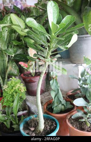 Adenium arabicum tree on farm for harvest are cash crops Stock Photo ...