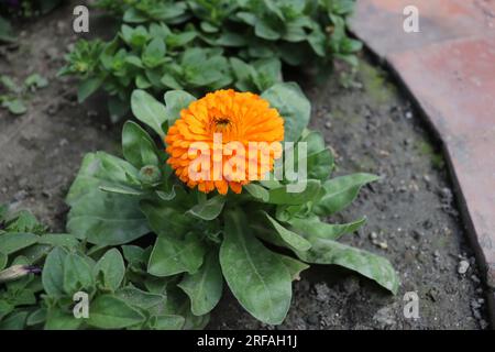 Beautiful Pot marigold. Close up of Colorful Pot Marigold flower.Yellow ...