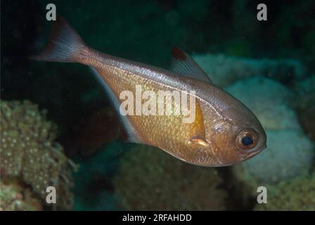 Vanikoro Sweeper, Pempheris vanicolensis, Makawide Slope dive site ...