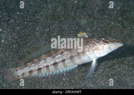 Nosestripe Sandperch, Parapercis lineopunctata, Aer Prang dive site ...