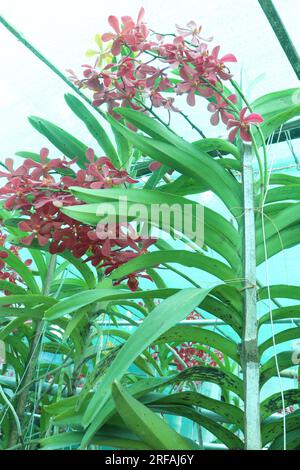 Vanda flower plant on farm for harvest are cash crops Stock Photo - Alamy