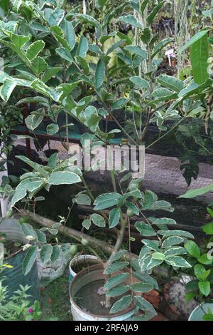 Variegated Guava on tree in farm for harvest are cash crops Stock Photo ...