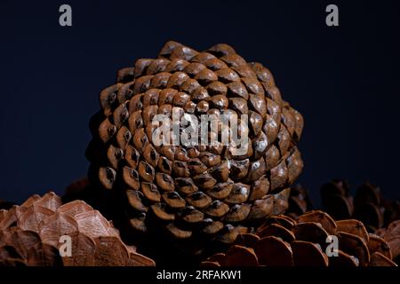biological example of fibonacci spirals seen at a pine cone isolated on white background Stock ...