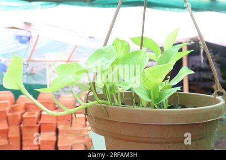 neon money plant on hanging pot in nursery for harvest are cash crops ...