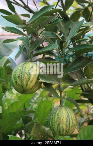 Variegated pink lemon fruit on tree in farm for harvest are cash crops ...