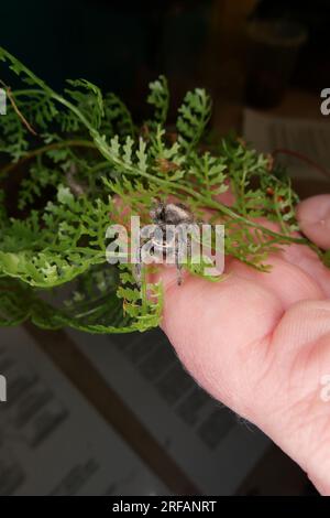 Derby Quad Insects Spiders Creepy Crawlies - Archispirostreptus gigas ...