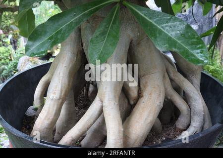 Adenium arabicum tree root on nursery for sell Stock Photo - Alamy