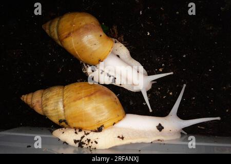 Derby Quad Insects Spiders Creepy Crawlies - Archispirostreptus gigas ...