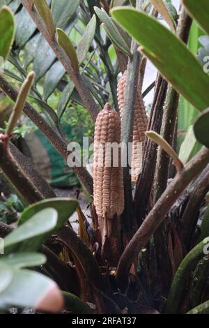 Zamia furfuracea tree plant on farm for harvest are cash crops Stock ...