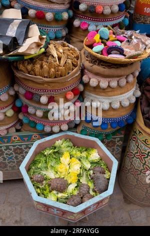 Morocco: Spur-thighed tortoises or Greek tortoise (Testudo graeca ...