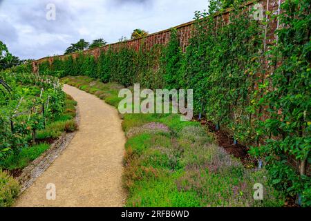 Some of the many different varieties of English apple trees growing in ...