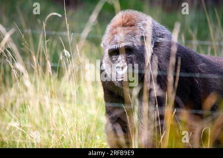 Meet the majestic Western Lowland Gorilla, Gorilla gorilla gorilla ...
