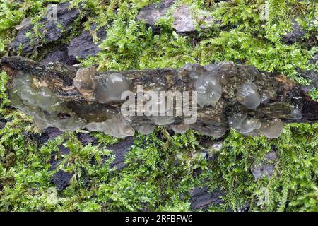 gelatinous tear fungi on dead maple wood Stock Photo - Alamy