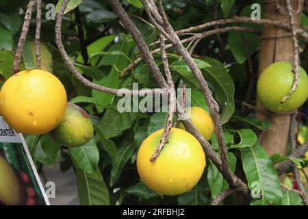 tasty and healthy Pouteria caimito fruit on tree in farm for harvest ...