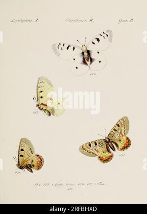 Antique butterfly illustration. German entomology art featuring a ...