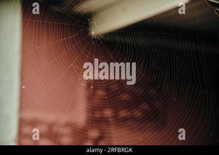 Spider web stretched on a wooden structure. A spider web of silk thread ...