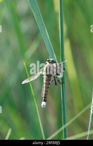 Dragonfly eating a fly on a leaf Stock Photo - Alamy