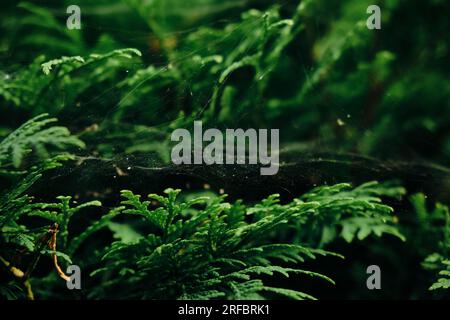 Spider web stretched on a wooden structure. A spider web of silk thread ...