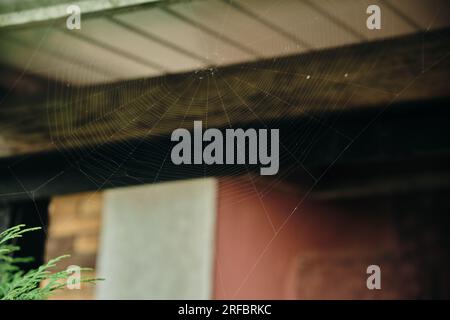 Spider web stretched on a wooden structure. A spider web of silk thread ...