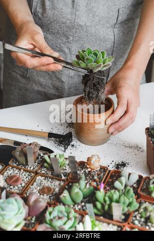woman repotting a house plant Stock Photo - Alamy