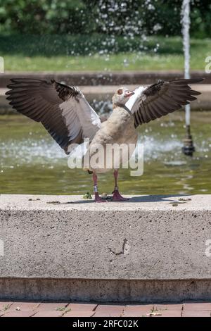 A goose wading its wings on the water Stock Photo - Alamy