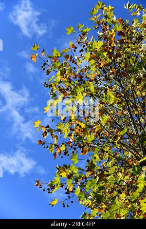 maple-leaved plane tree with fruits and beautiful autumn colors Stock ...