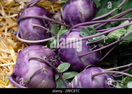 different types of kohlrabi Brassica oleracea from our own garden Stock ...