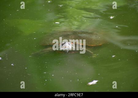 The Assam roofed turtle (Pangshura sylhetensis) also known as Sylhet ...
