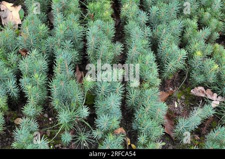 Coniferous forest, Christmas trees, forest texture Stock Photo - Alamy