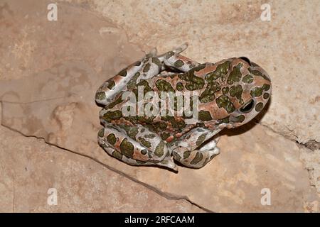 European green toad (Bufotes viridis) posing on white background Stock ...