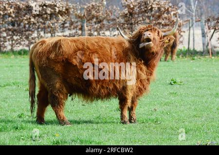 The Highland cattle aka Kyloe is a Scottish breed of rustic beef cattle ...
