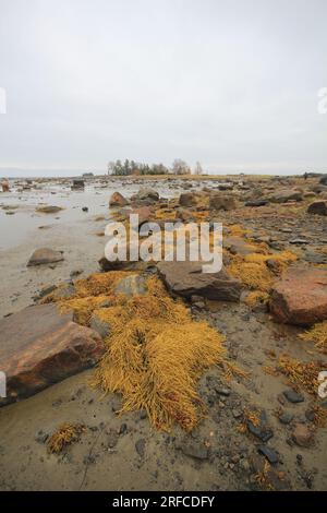 Knotted wrack (Ascophyllum nodosum) at tidel time, mudflat. This algae ...