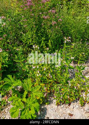 Plants that live in limestone outcrops: calciphil (lime-loving crop ...