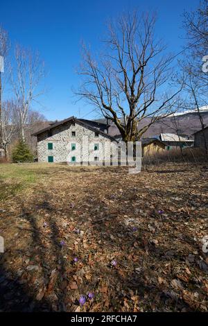 The oldest italian mountain elm tree, Pievepelago, Modena Province ...