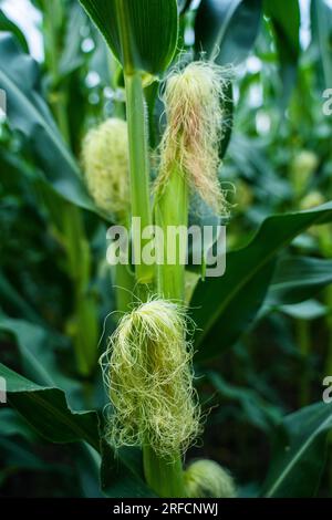 Stalks of tall green unripe corn with a unripe corn. Maize plantation ...