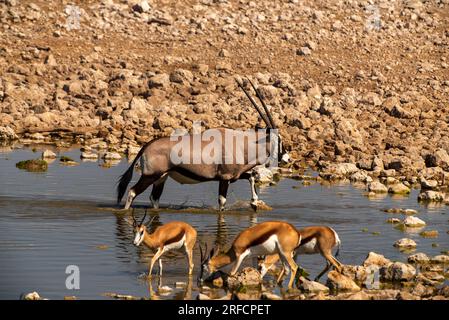 Orix antelope or Gemsbok and springboks at Okaukuejo waterhole, Etosha ...