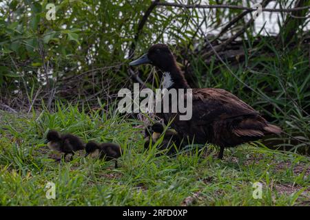 Ducks at Kellogg Lake in Carthage, Missouri Stock Photo - Alamy