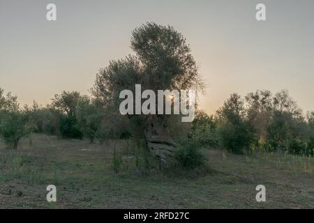 Olive groves in Puglia (Apulia), Italy Stock Photo - Alamy
