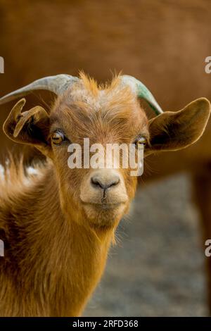A goat at a well in the southern Gobi Desert, southern Mongolia Stock ...