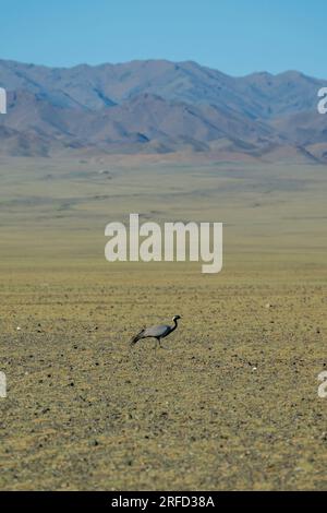 Mongolia, Gobi Desert, Dalanzadgad region, village of Moron, camel ...