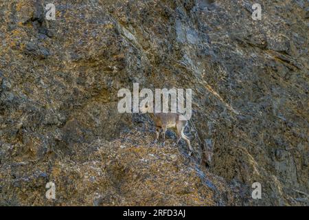 A Asian ibex (Capra sibirica) kid, also known using regionalized names ...