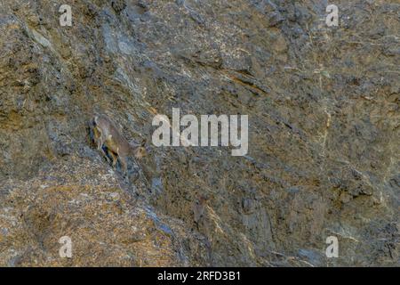 A Asian ibex (Capra sibirica) kid, also known using regionalized names ...