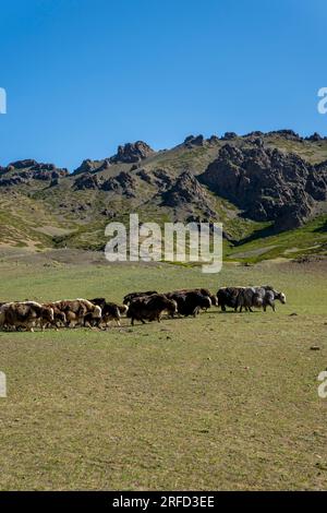 A Yak in the Yolyn Am (Gurvan Saikhan National Park), a deep and narrow ...