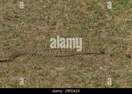 A Halys pit viper or Asian viper (Gloydius halys) in the rocks of the ...