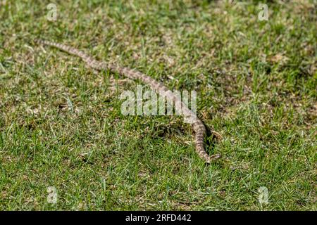 Gloydius halys or Siberian pit viper crawling through the vegetation in ...