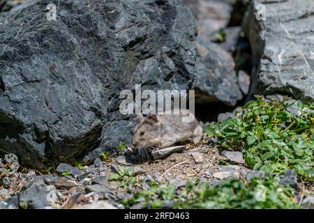 A Gobi Altai mountain vole (Alticola barakshin) in the Yolyn Am (Gurvan ...