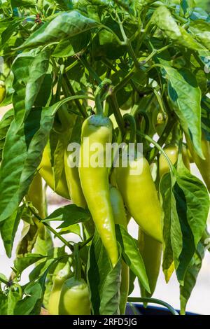 Banana peppers (Capsicum annuum) in various ripening stage in a ...
