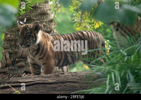 At four months of age tiger cubs are about the size of a medium-sized ...
