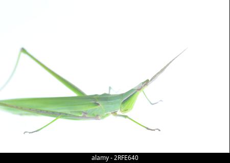 The locusts, a kind of orthoptera insects Stock Photo - Alamy